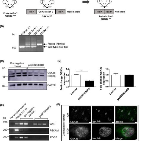 Generation Of Podocyte‐specific Gsk3α Knockdown Mice A Breeding Download Scientific Diagram