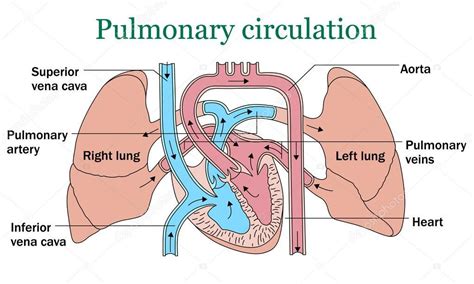 Systemic Circulation And Pulmonary Circulation Diagram Syste
