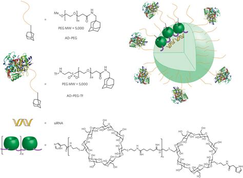 Cyclodextrin Polymer Nanoparticlescomposition Of The Cyclodextrin