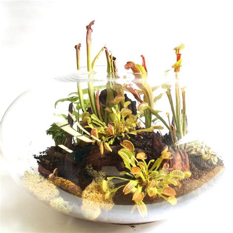Pitcher Plants And Venus Fly Traps Terrarium 51cm Diameter