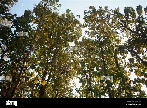 Le Teck Tectona Grandis Est Une Espèce De Feuillus Tropicale De La