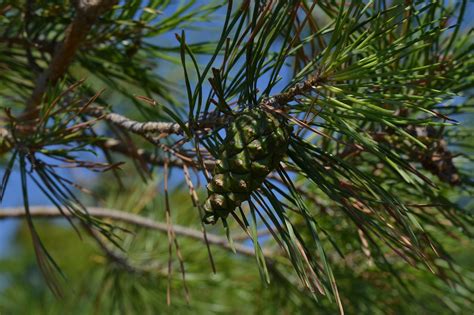 크리스마스 트리 새해 2019 원뿔 Pixabay의 무료 사진 Pixabay