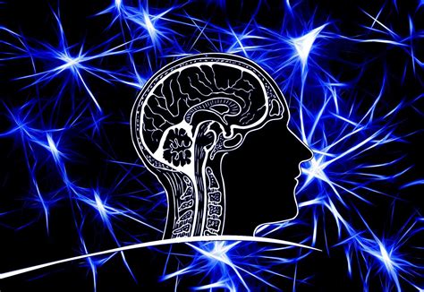 The Tree Of Cortical Cell Types Describes The Diversity Of Neurons In