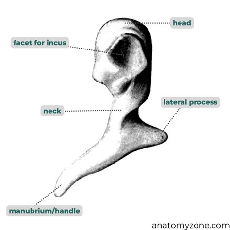 Malleus Structure Processes Attachments 3d Model Anatomyzone