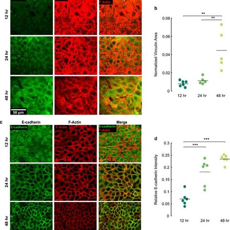 Effect Of Substrate Stiffness On Cellsubstrate And Cellcell Download Scientific Diagram