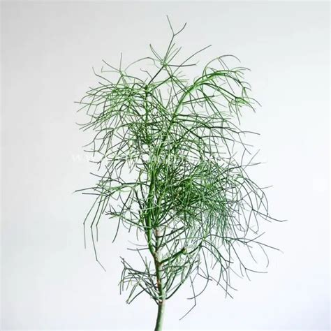 خرید و قیمت افوربیا تیروکالی جون من برگ بده