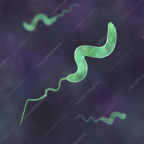 Campylobacter Bacteria Illustration Stock Image F040 5026 Science Photo Library
