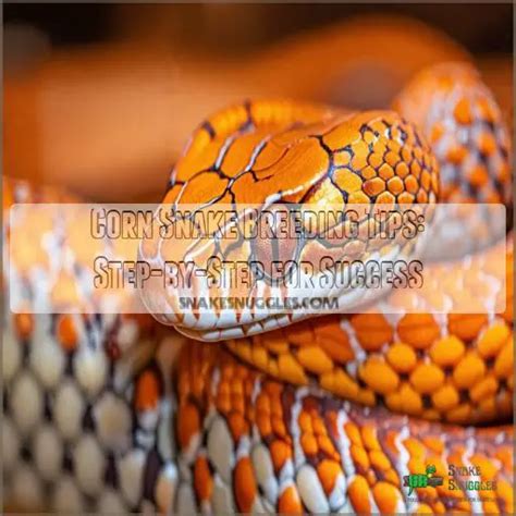 Corn Snake Breeding Tips Step By Step For Success