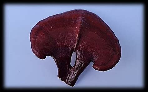 Ganoderma Lucidum Personal Archive Download Scientific Diagram