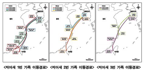 칠산도 저어새 가족 겨울나기 이동경로 첫 확인