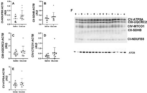 Normalised Protein Abundance Of Oxphos Complexes Complex 1a Complex