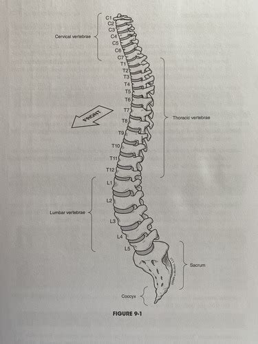 A P Lab Week 11 Ch 9 Musculoskeletal System Part 1 Flashcards Quizlet
