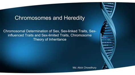 Sex Influenced And Sex Limited Traits Ppt Ppt