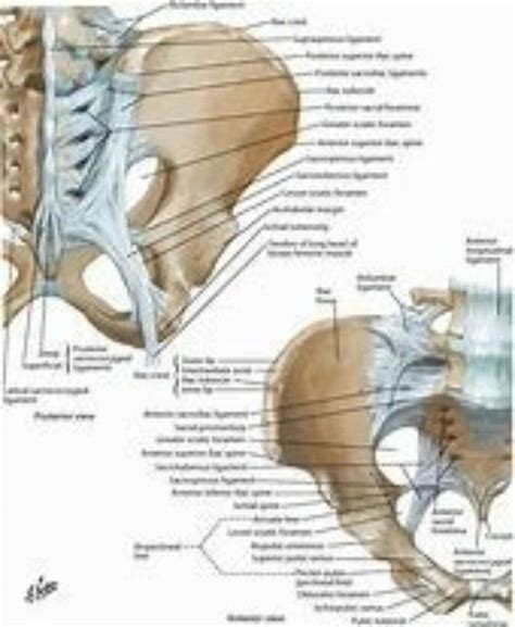Anterior Sacroiliac Ligament
