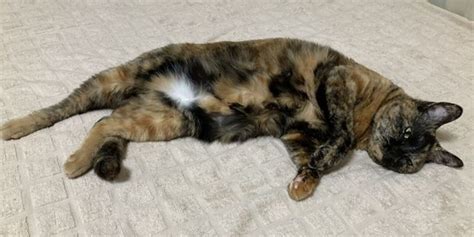 proxy set header でヘッダーを設定する 揮発性のメモ2