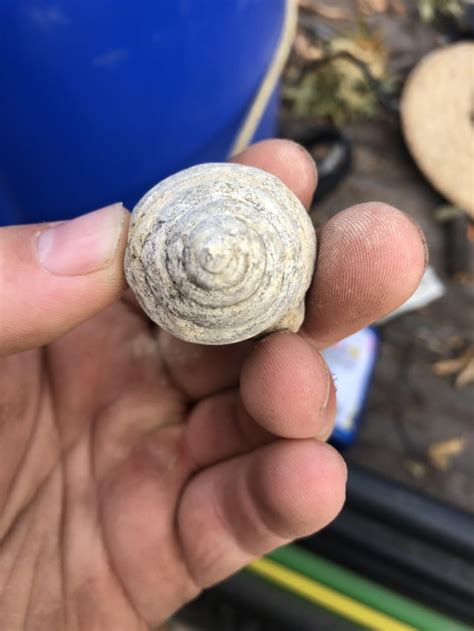 Snail Shell Fossil R Fossils
