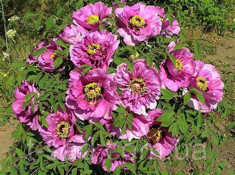 Купить Пион древовидный Lilac (Сиреневый) 3 год, цена 270 грн — Prom.ua ...