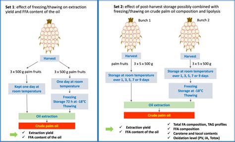 Schematic Representation Of The Experimental Design Download