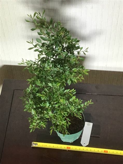 Yahooオークション 希少小葉性 けやき ケヤキ 欅 12