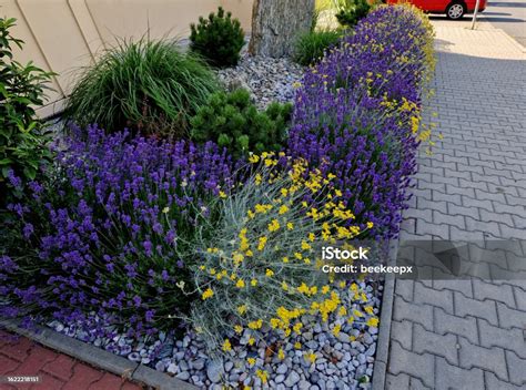 경사진 공원에 계단이있는 테라스 가벼운 돌로 벽을 옹는 돌 다년생 식물이있는 파란색 라벤더와 분홍색 장미가 벽 가장자리에서 자랍니다 잔디밭과 자갈 길 주도 보도 성