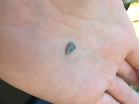 Identifying Insect Eggs Thriftyfun