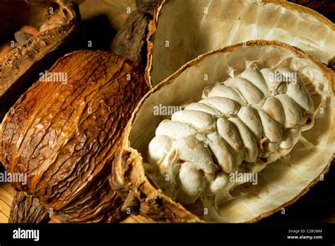 Cocoa Beans Husks With Chocolate Beans Inside Theobroma Fruit Stock Photo Alamy