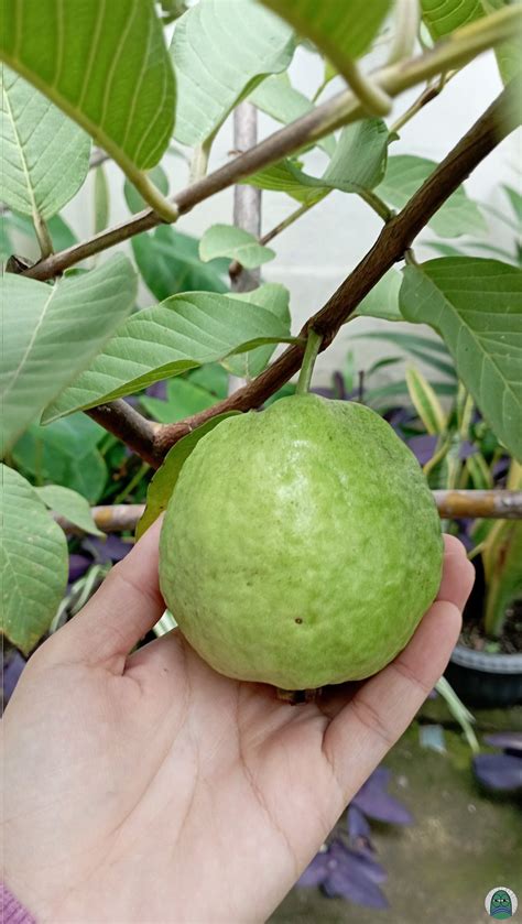 Dpram Dpram Balik Twitter