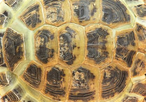 Carapace De Tortue Banque Dimages Et Photos Libres De Droit Istock