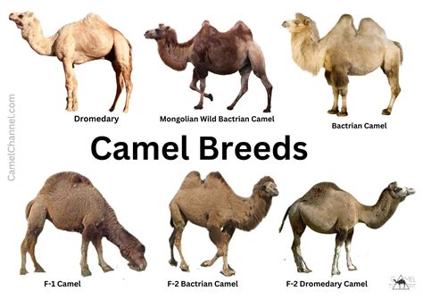 Camel Species