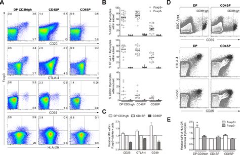 Figure 3 From Development Of Regulatory T Cells In The Human Thymus Semantic Scholar
