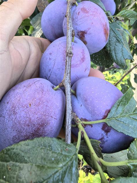 Президент е много едър сорт синя слива с късна беритба