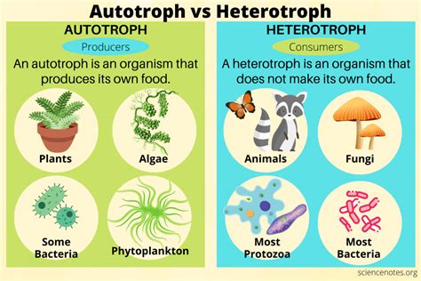Autotroph Vs Heterotroph