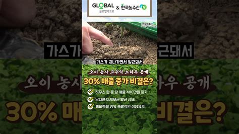 오이 농사 매출 30 증가 고품질 다수확 노하우 공개 Youtube