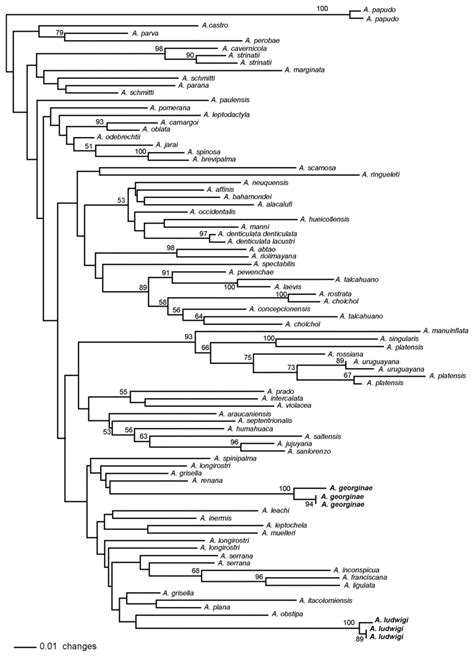 Maximum Likelihood Tree Bootstrap Proportions If 50 Are Indicated