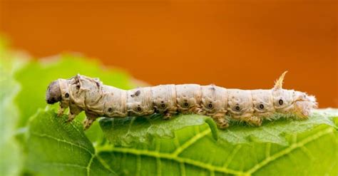 What Do Silkworms Eat 6 Common Foods In Their Diet A Z Animals