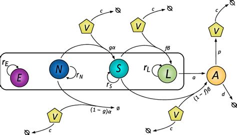 Most Parsimonious Mathematical Model Of Primary Hiv Infection E Download Scientific Diagram