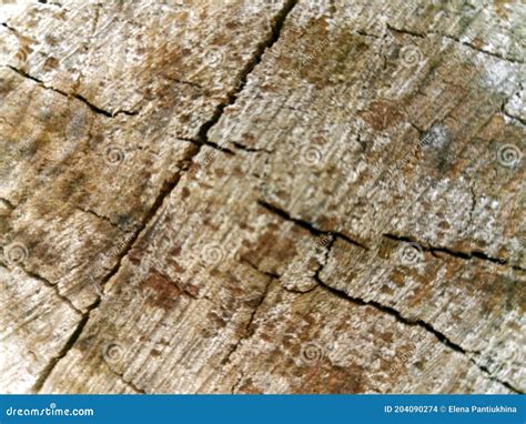 View Of Stump With Roots Royalty Free Stock Image CartoonDealer Com 91689442