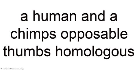 A Human And A Chimps Opposable Thumbs Homologous