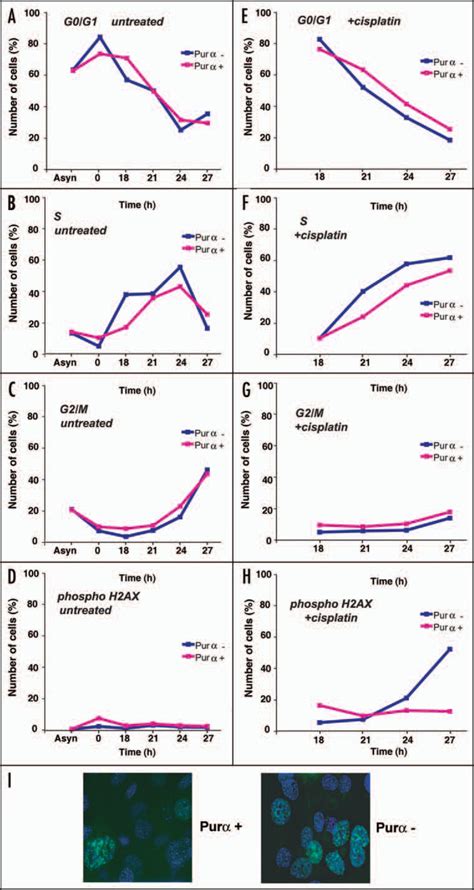 Effect Of Cisplatin Treatment On Cell Cycle Parameters And γh2ax Download Scientific Diagram