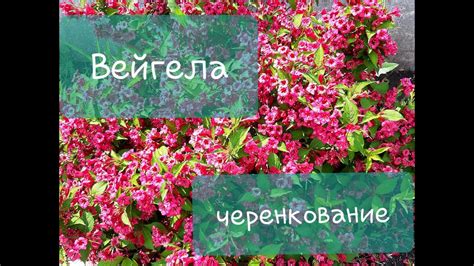 Вейгела-красивейший кустарник. Черенкование. - YouTube