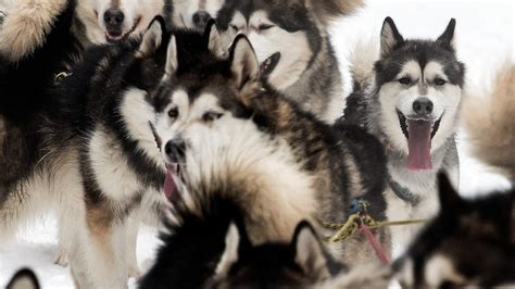 Sex Huskies På Rymmen Nerikes Allehanda