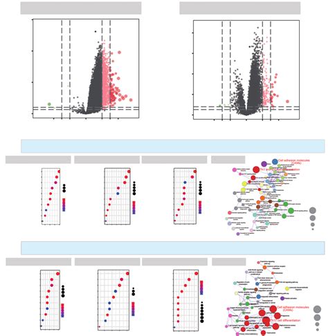 The Differential Expression And Genetic Function Enrichment Analysis