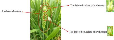 A Labeled Sample Of The Dataset Download Scientific Diagram