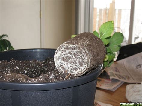 Root Bound Pics 420 Magazine