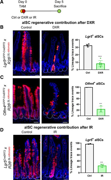 Figure 3 From Epithelial Regeneration After Doxorubicin Arises