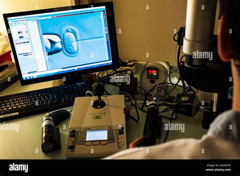 IVF Treatment Technician Injecting Human Sperm Directly Into A Human Egg Cell Using A Technique