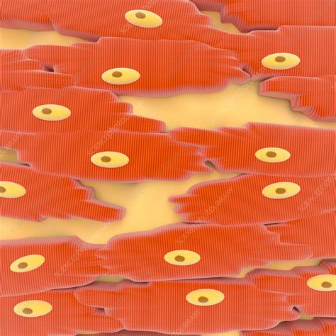 Cardiac Muscle Tissue Illustration Stock Image C Science Photo Library