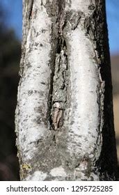 Shaped Like Vagina Royalty Free Images Stock Photos Pictures Shutterstock