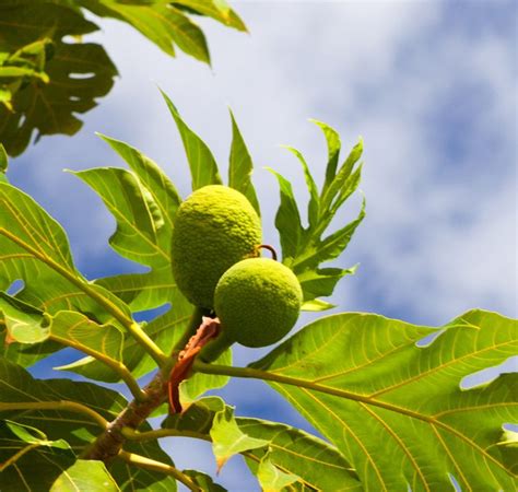 Complete Fruits List A Z With Pictures Frutopedia