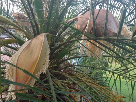 Premium Photo Plants Growing On Tree Trunk